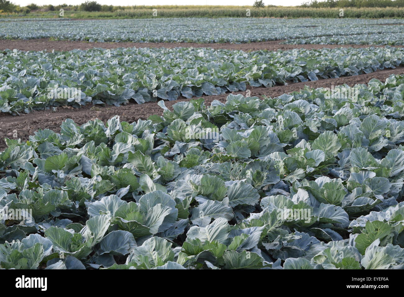 Cabbage field. Cultivation of cabbage in an open ground in the field ...