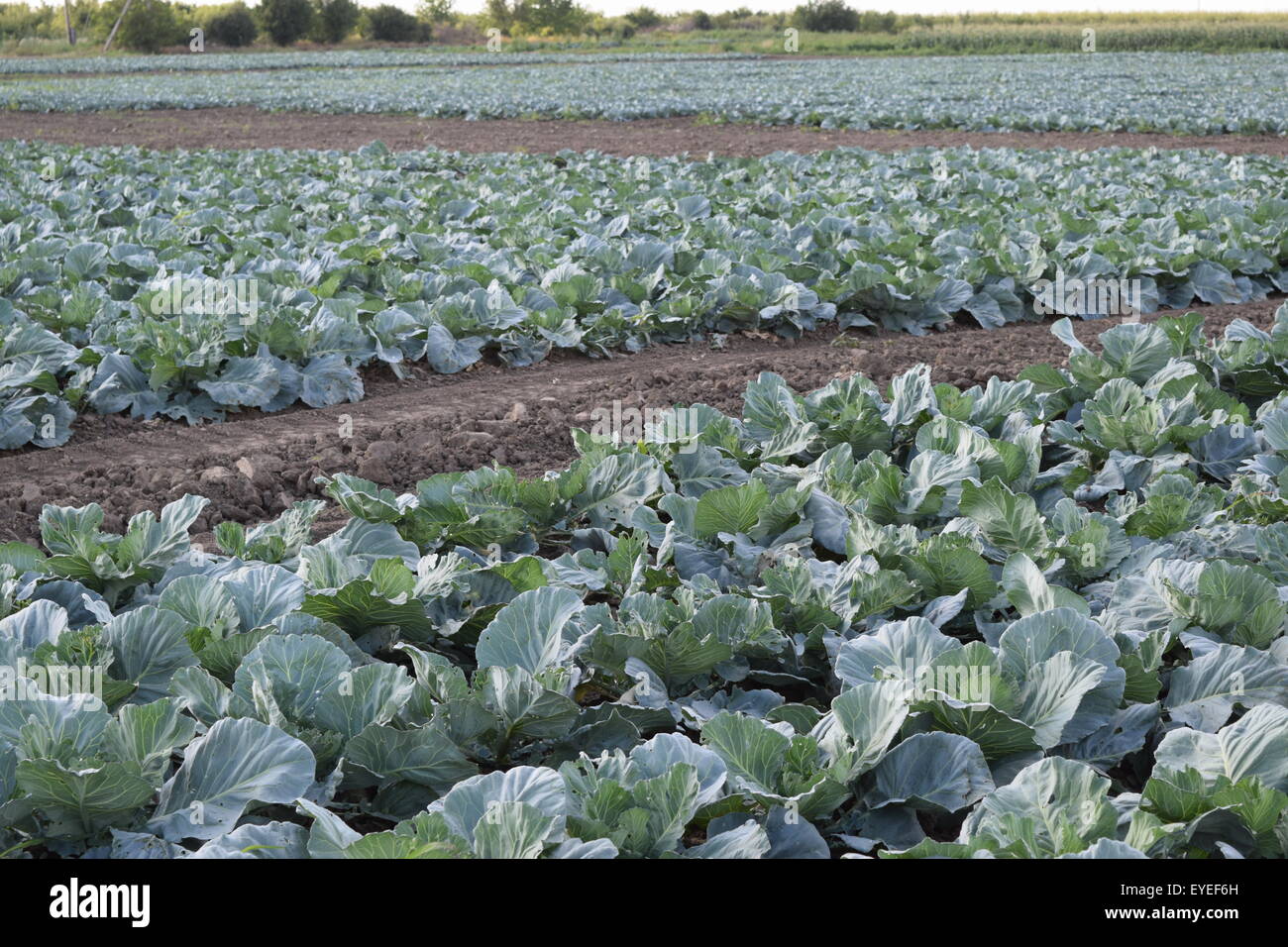 Cabbage field. Cultivation of cabbage in an open ground in the field ...