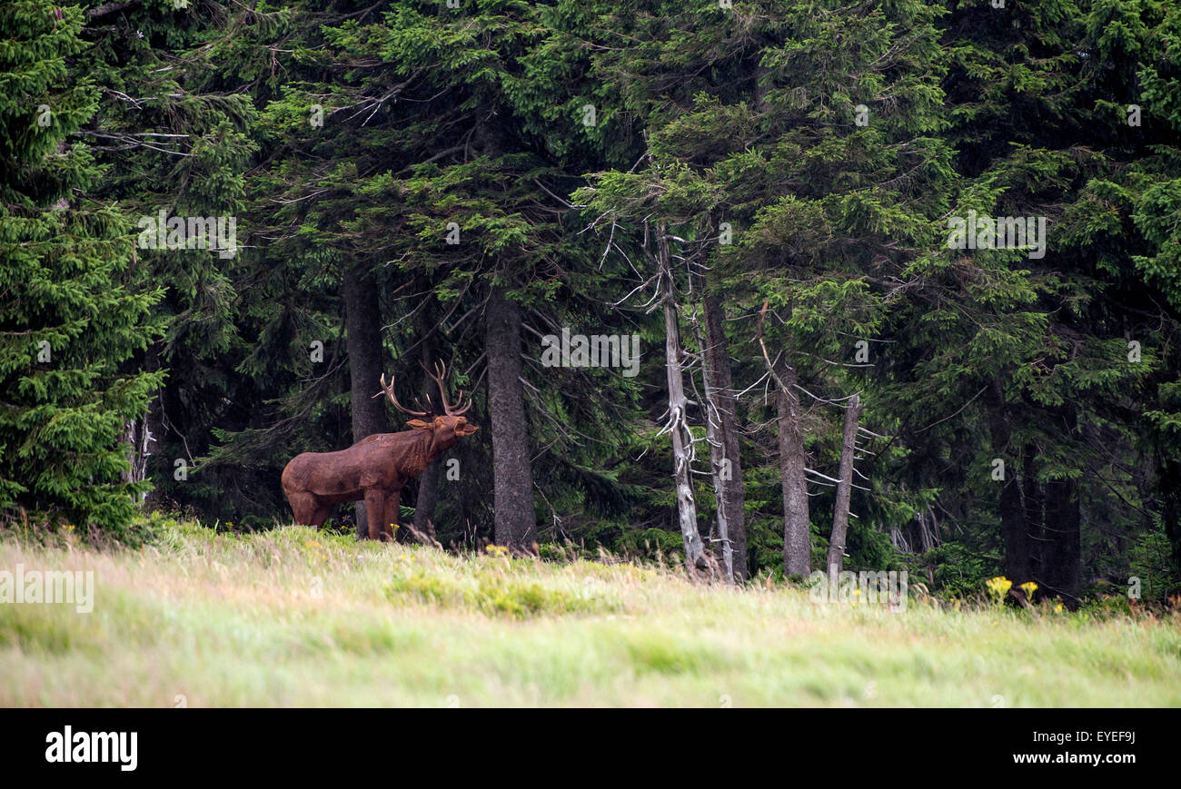 Tourists who visit the Giant Mountains at the junction between the ...