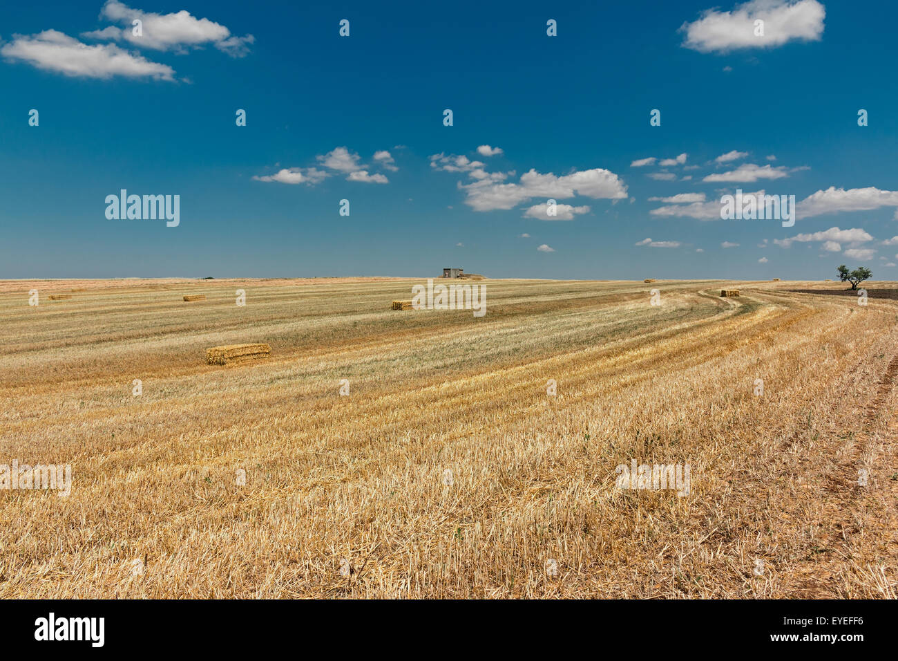 Cut wheat hi-res stock photography and images - Alamy