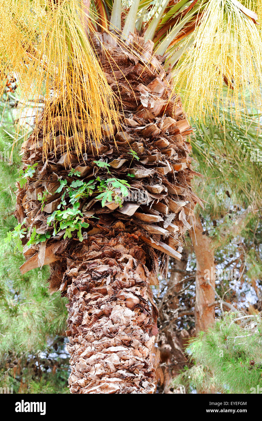 Palm tree portrait hi-res stock photography and images - Alamy