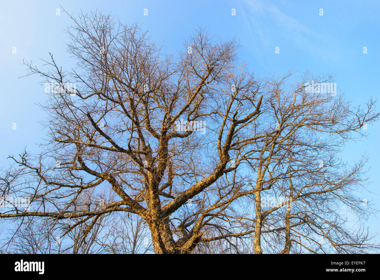 Branches of the top of a leafless tree in winter sky background Stock ...