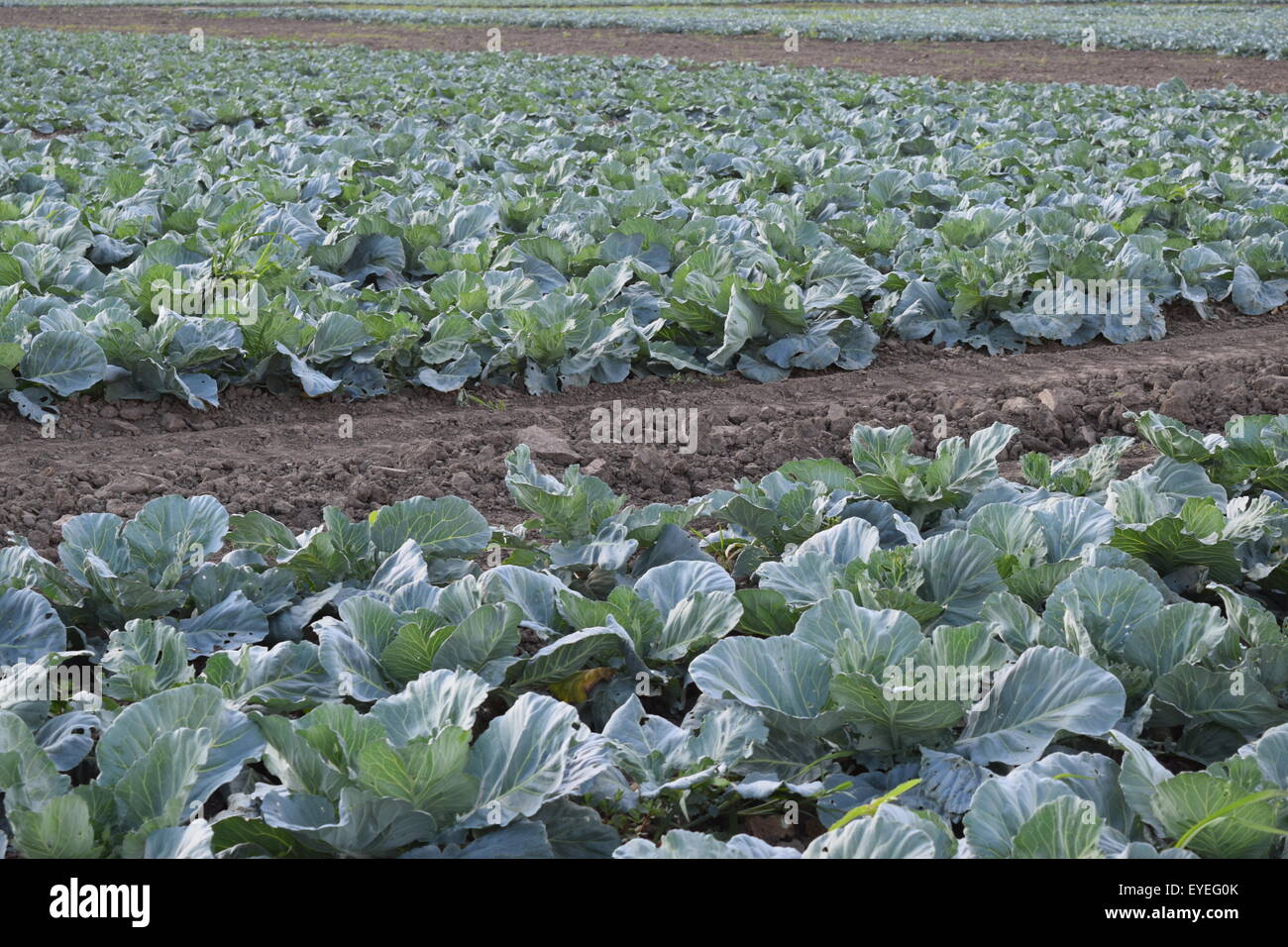 Cabbage field. Cultivation of cabbage in an open ground in the field ...