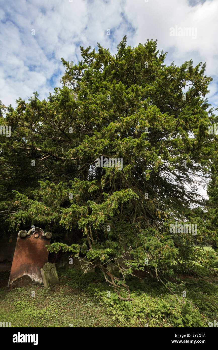 Taxus baccata yew tree in hi-res stock photography and images - Alamy