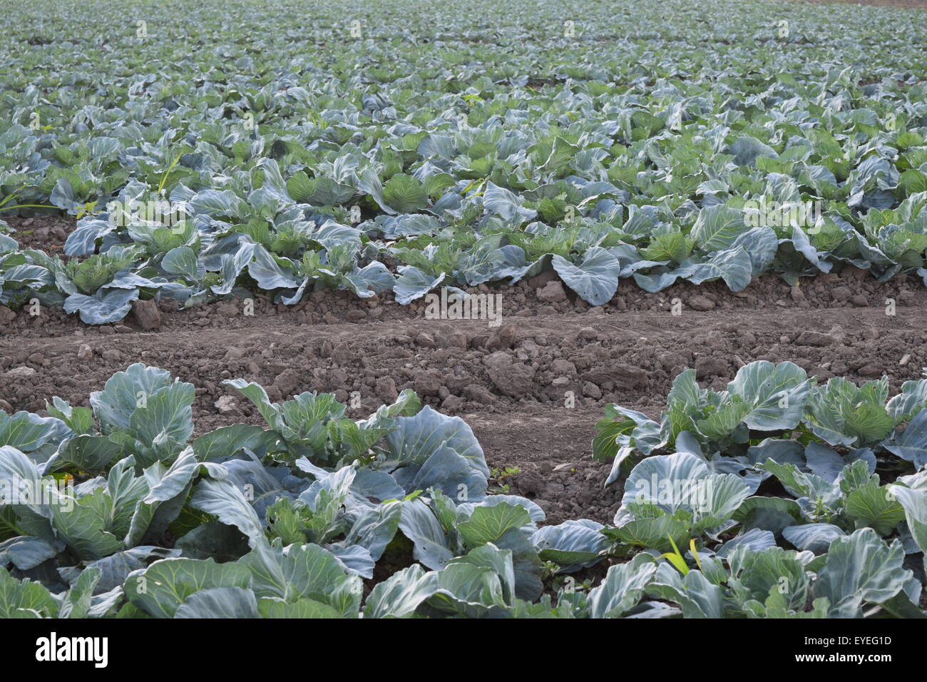 Cabbage field. Cultivation of cabbage in an open ground in the field ...