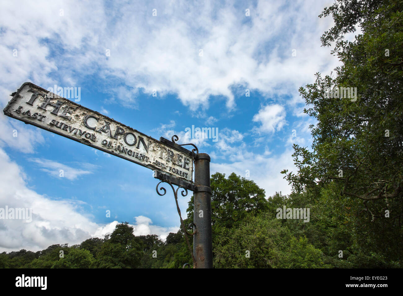 Signpost next to the Capon Tree veteran sessile oak (Quercus petraea ...