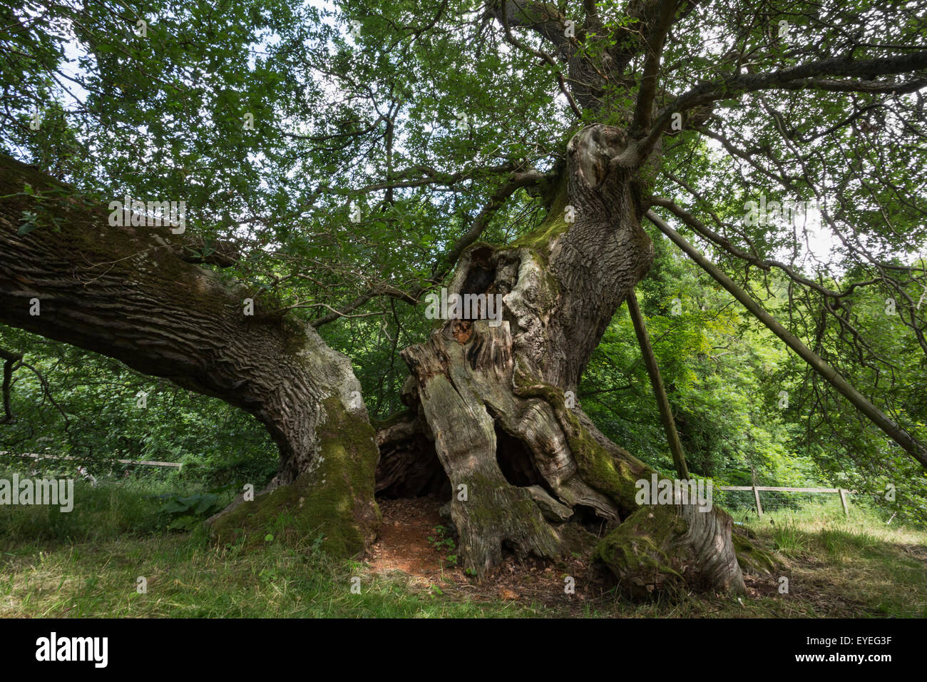 Capon Tree High Resolution Stock Photography and Images - Alamy