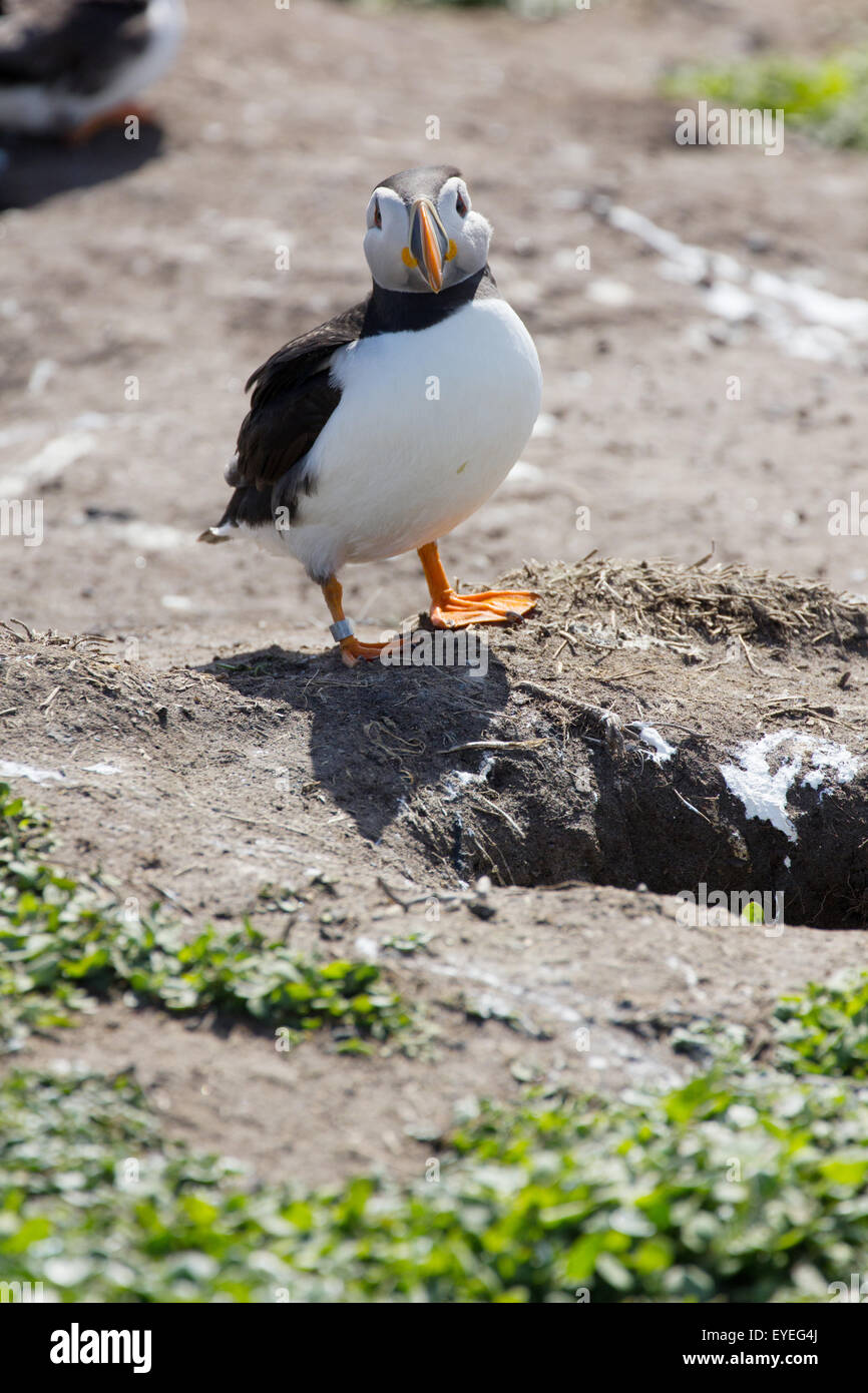 Puffin looking into camera hi-res stock photography and images - Alamy