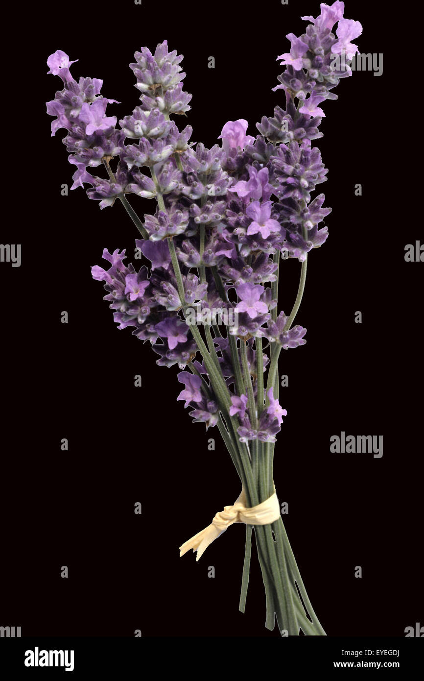 Lavendula hi-res stock photography and images - Alamy