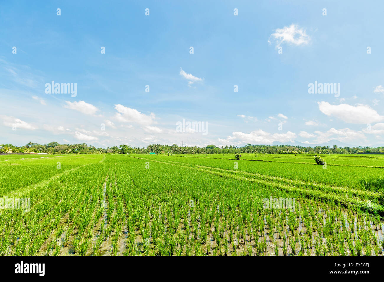 Rice field with blue sky and clouds Stock Photo - Alamy