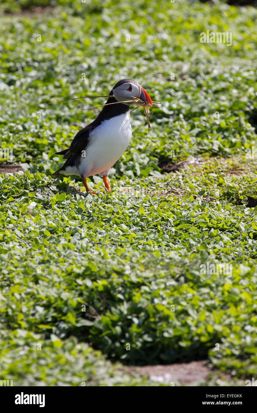 Collecting Twigs For Nest High Resolution Stock Photography and Images ...