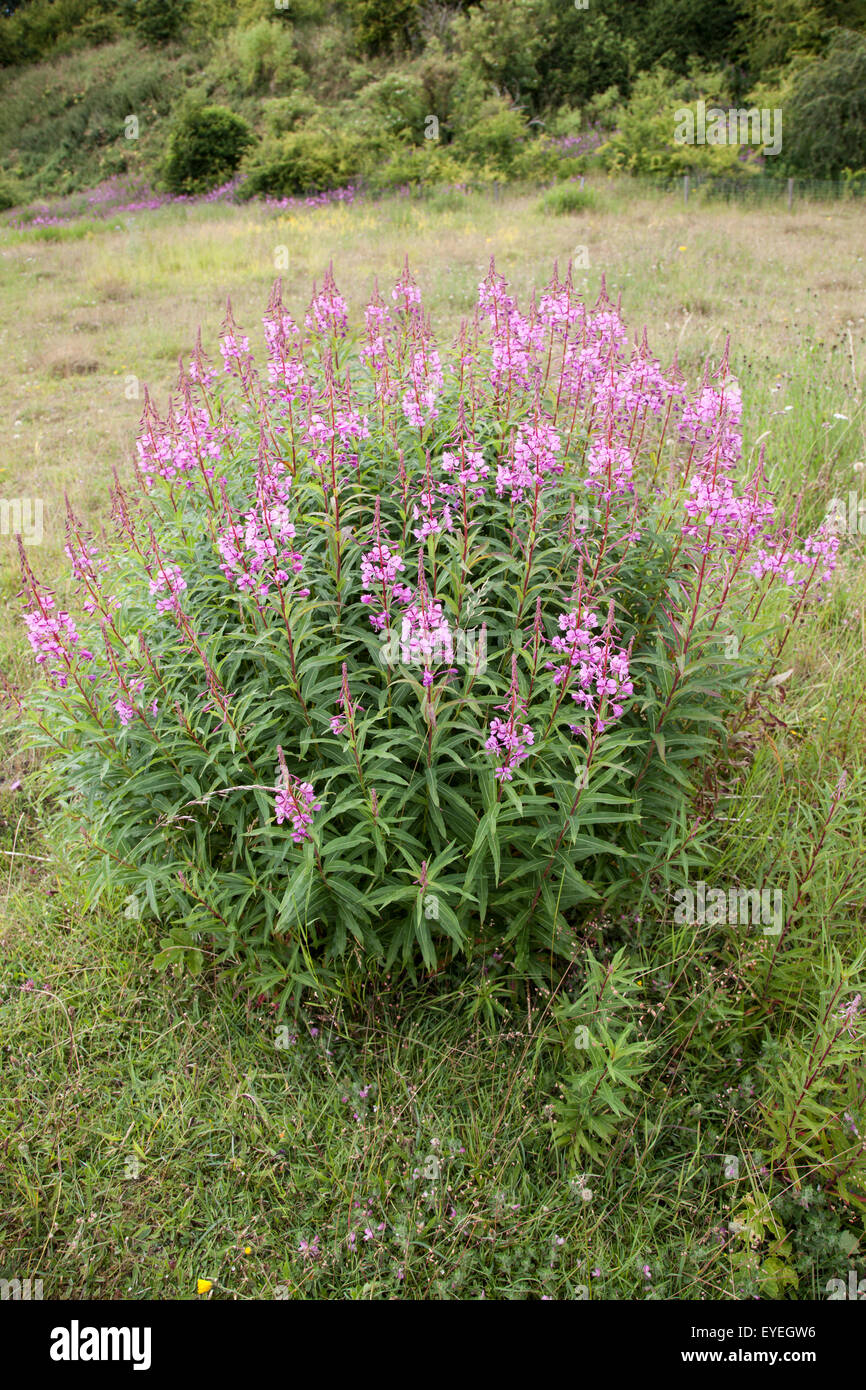 Rose bay willow herb epilobium angustifolium Stock Photo - Alamy