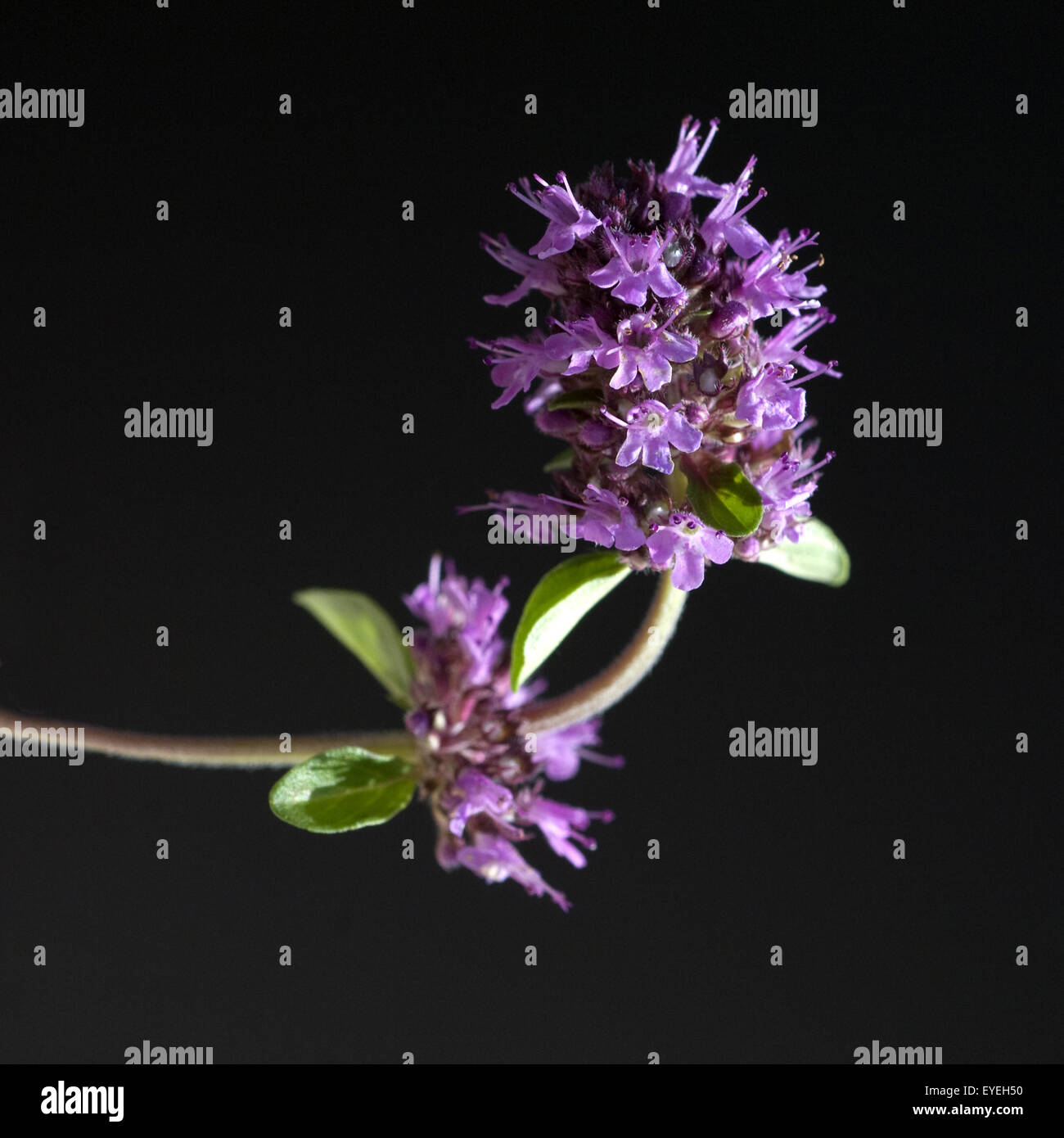 Quendel, Feldthymian, Thymus serpyllum, Heilpflanzen Stock Photo - Alamy