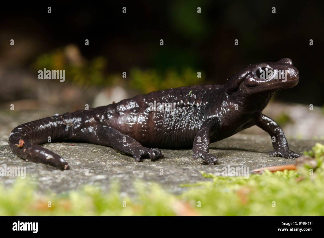 A photo of the Alpine salamander (Salamandra atra) a secretive resident ...