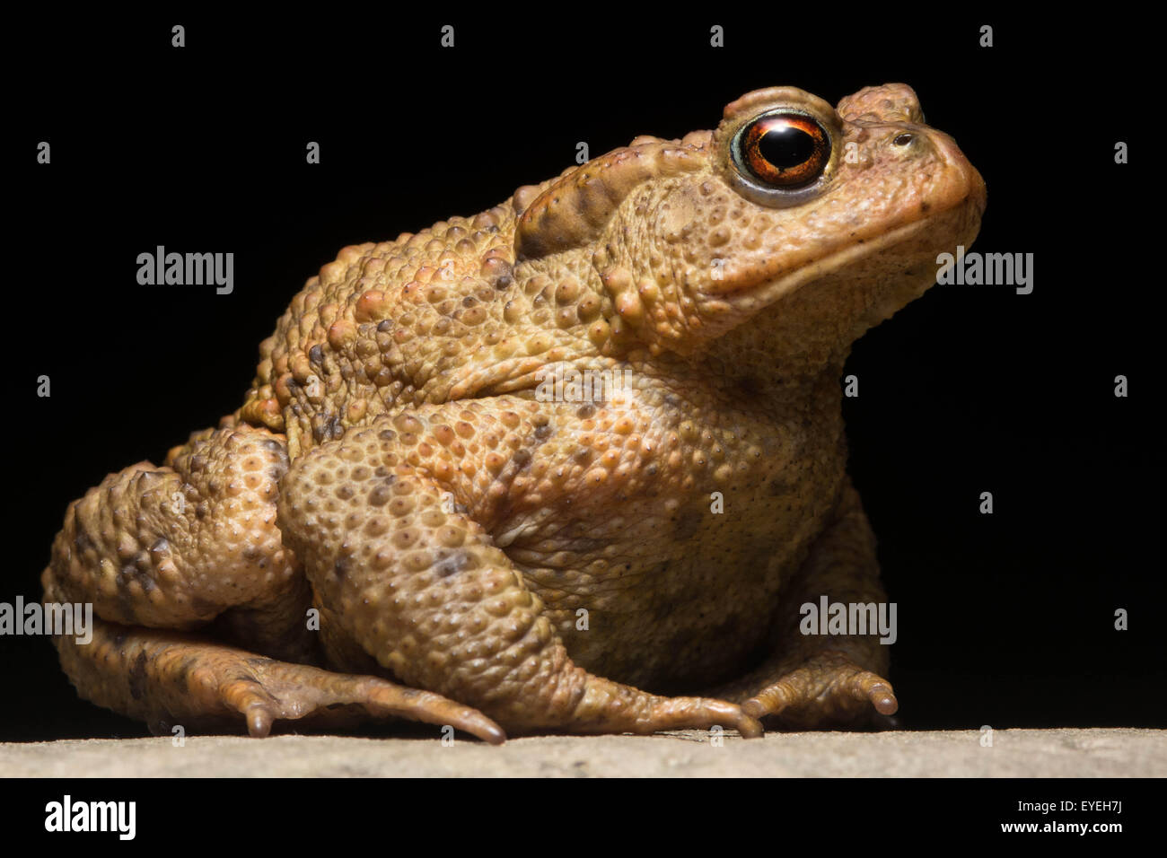 Bufo toad hi-res stock photography and images - Alamy