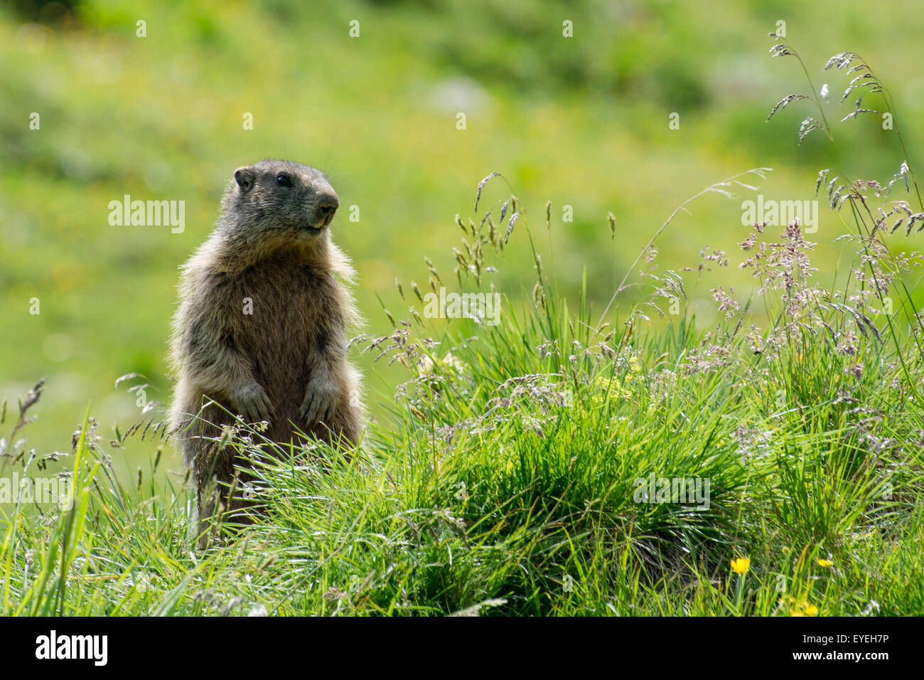 A alpine marmot (Marmota marmota) keeps an eye on its surrounding high ...