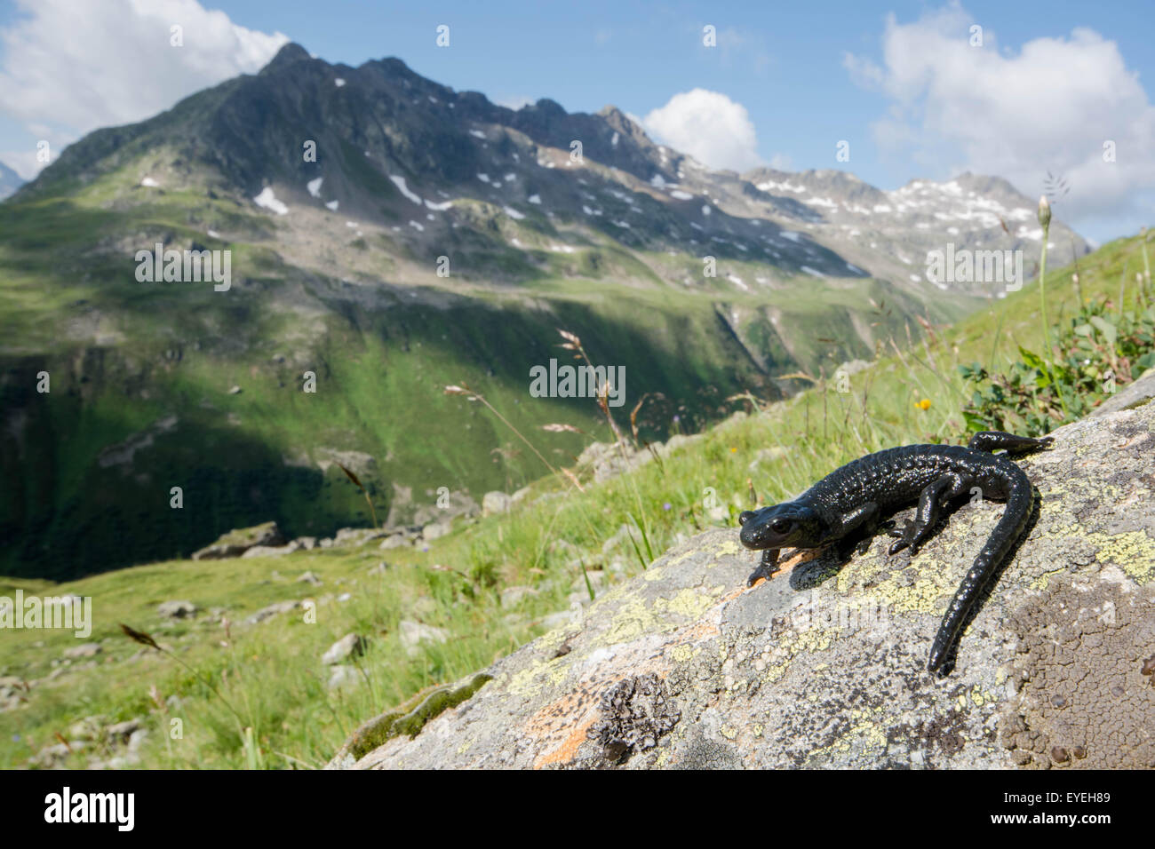 An Alpine Salamander (Salamandra atra) overlooks its habitat in the ...