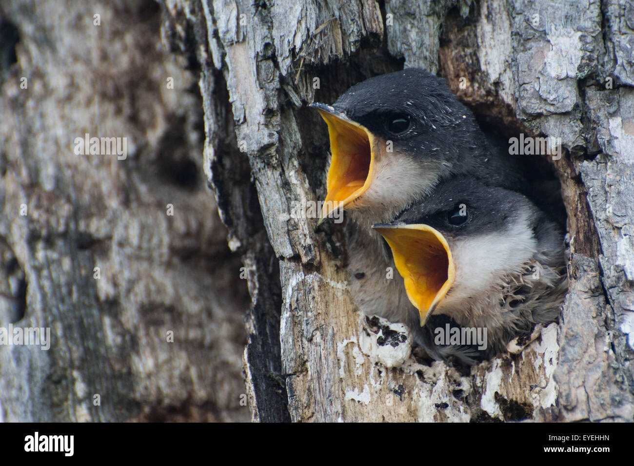 A pair of young Tree swallows (Tachycineta bicolor) call for food from ...