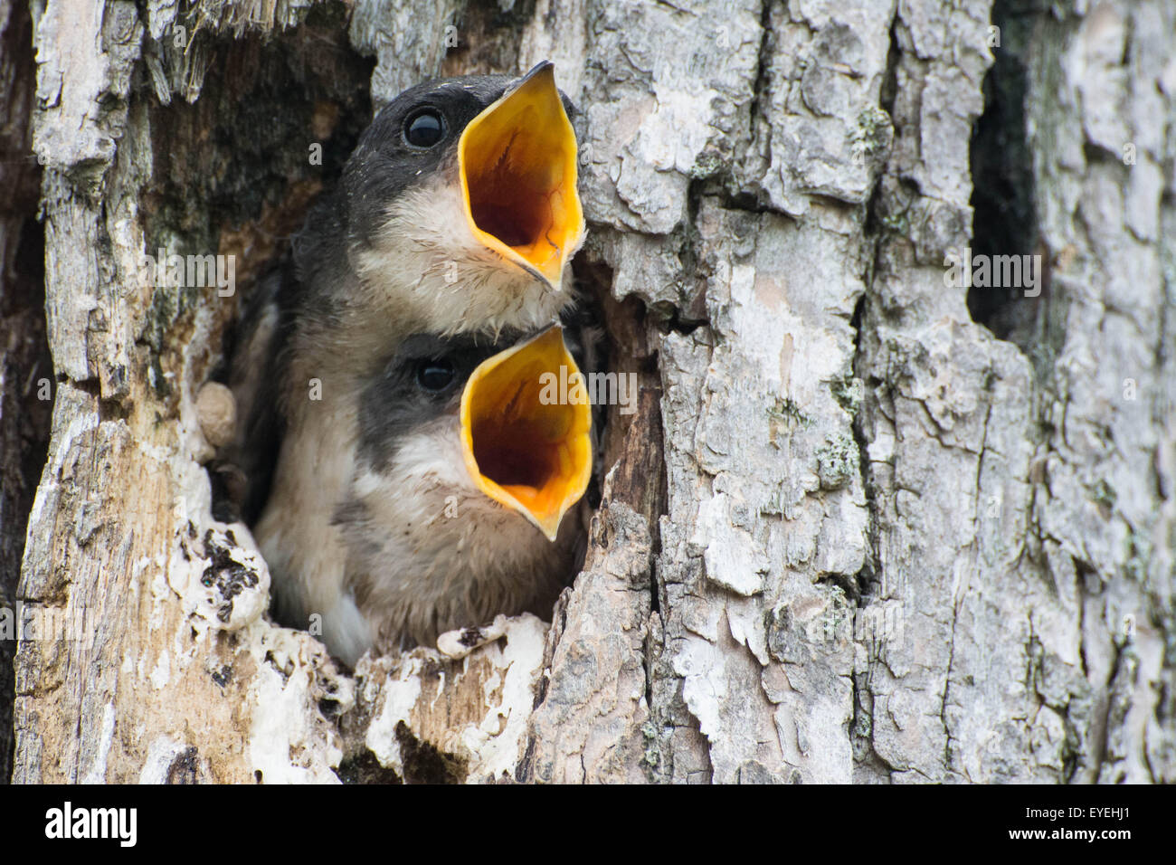 A pair of young Tree swallows (Tachycineta bicolor) call for food from ...