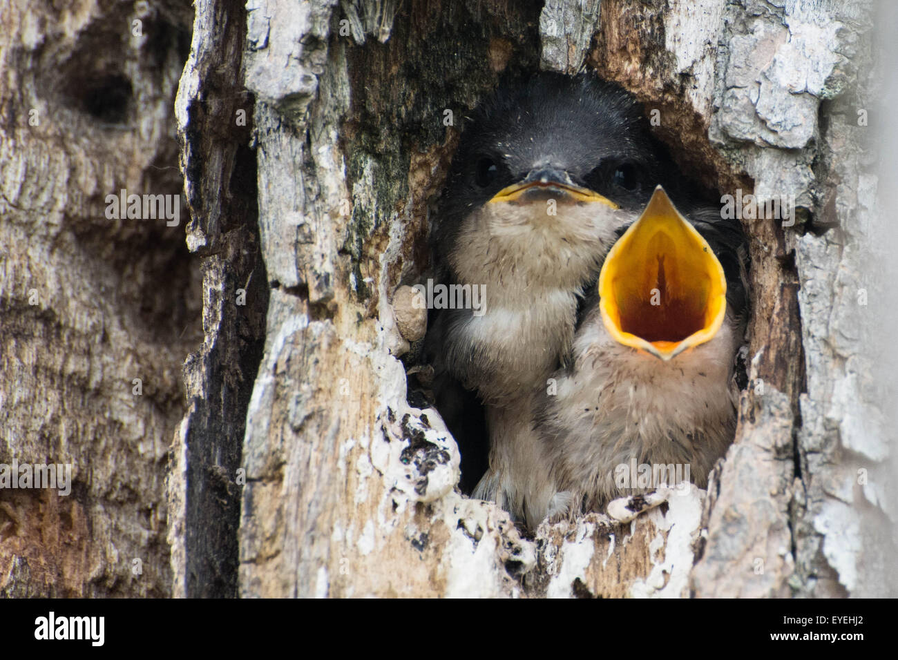 A pair of young Tree swallows (Tachycineta bicolor) call for food from ...