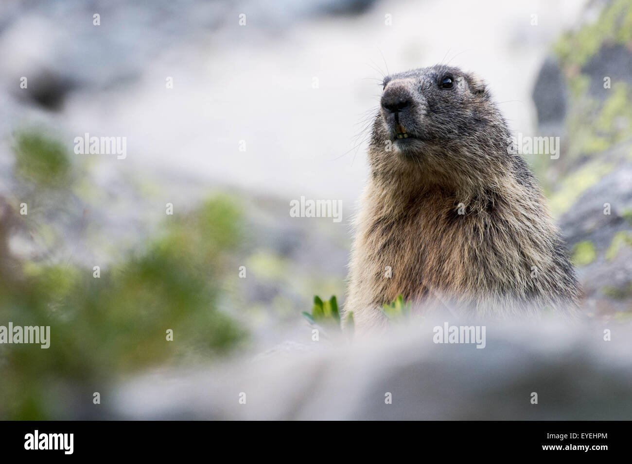 An alpine marmot (Marmota marmota) surveys its surroundings from a high ...