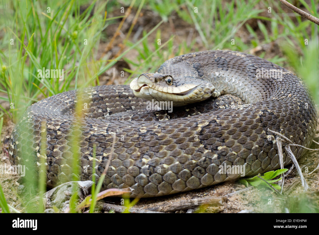 A large Eastern hog-nosed snake (Heterodon platirhinos) acts ...