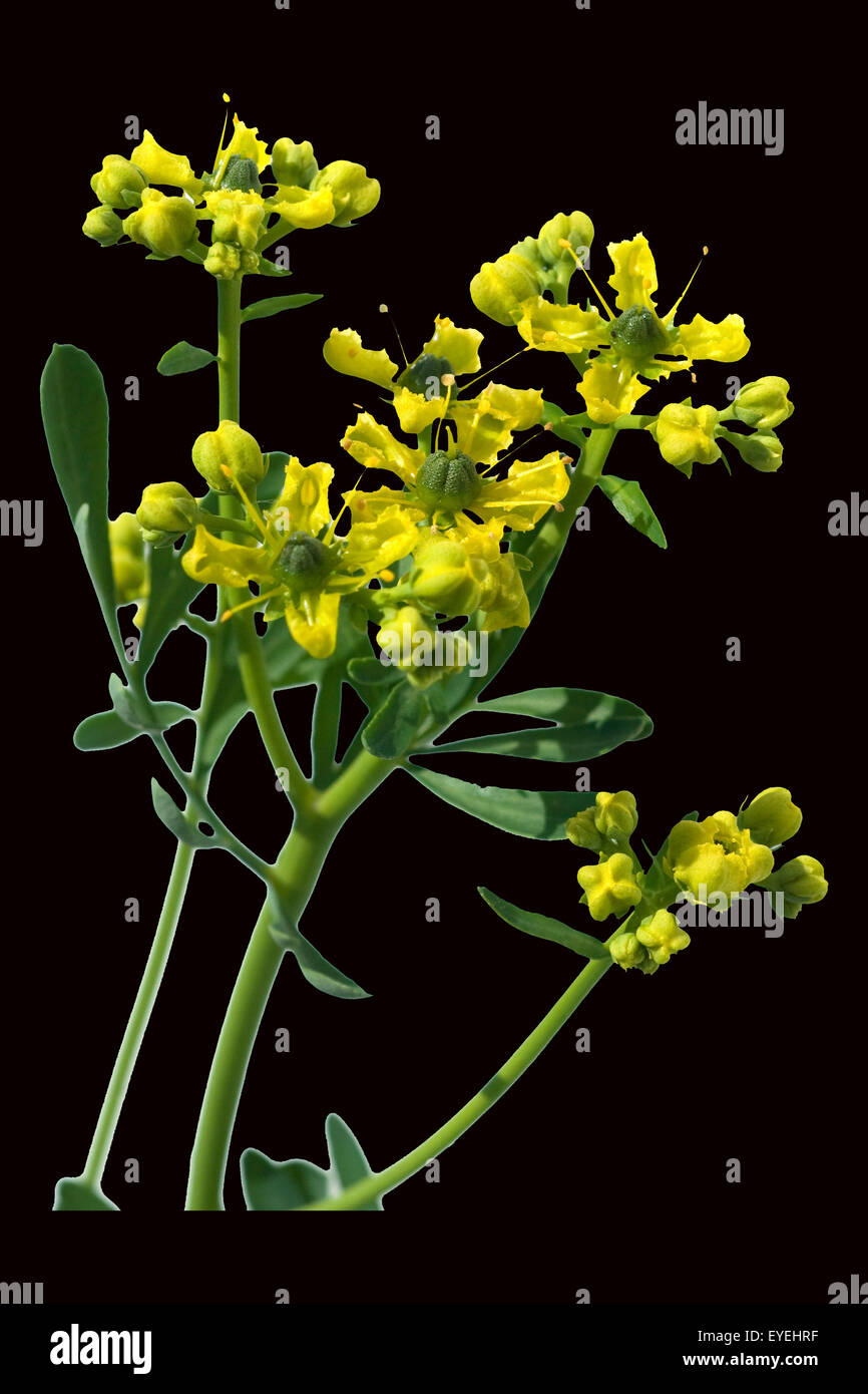 Weinraute, Ruta, graveolens, Raute Stock Photo - Alamy