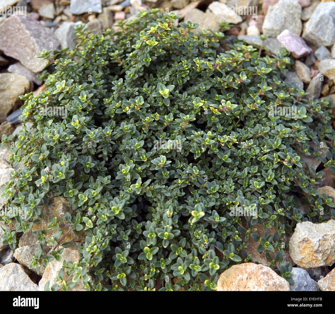 Zitronenthymian, Thymus, citriodorus Stock Photo - Alamy