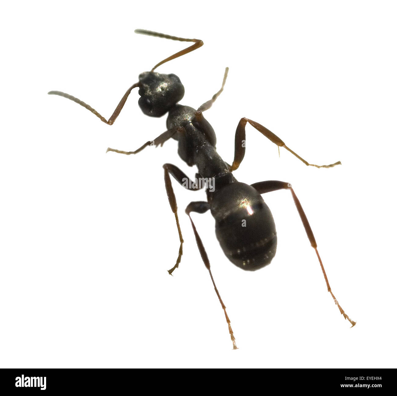 Ameise; Schwarze Wegameise; Lasius niger Stock Photo - Alamy