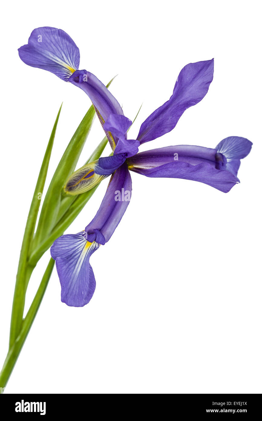 Iris flowers, isolated on white Stock Photo - Alamy