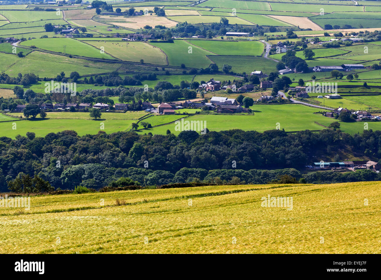 Yellow and green fields; North Yorkshire, England Stock Photo - Alamy