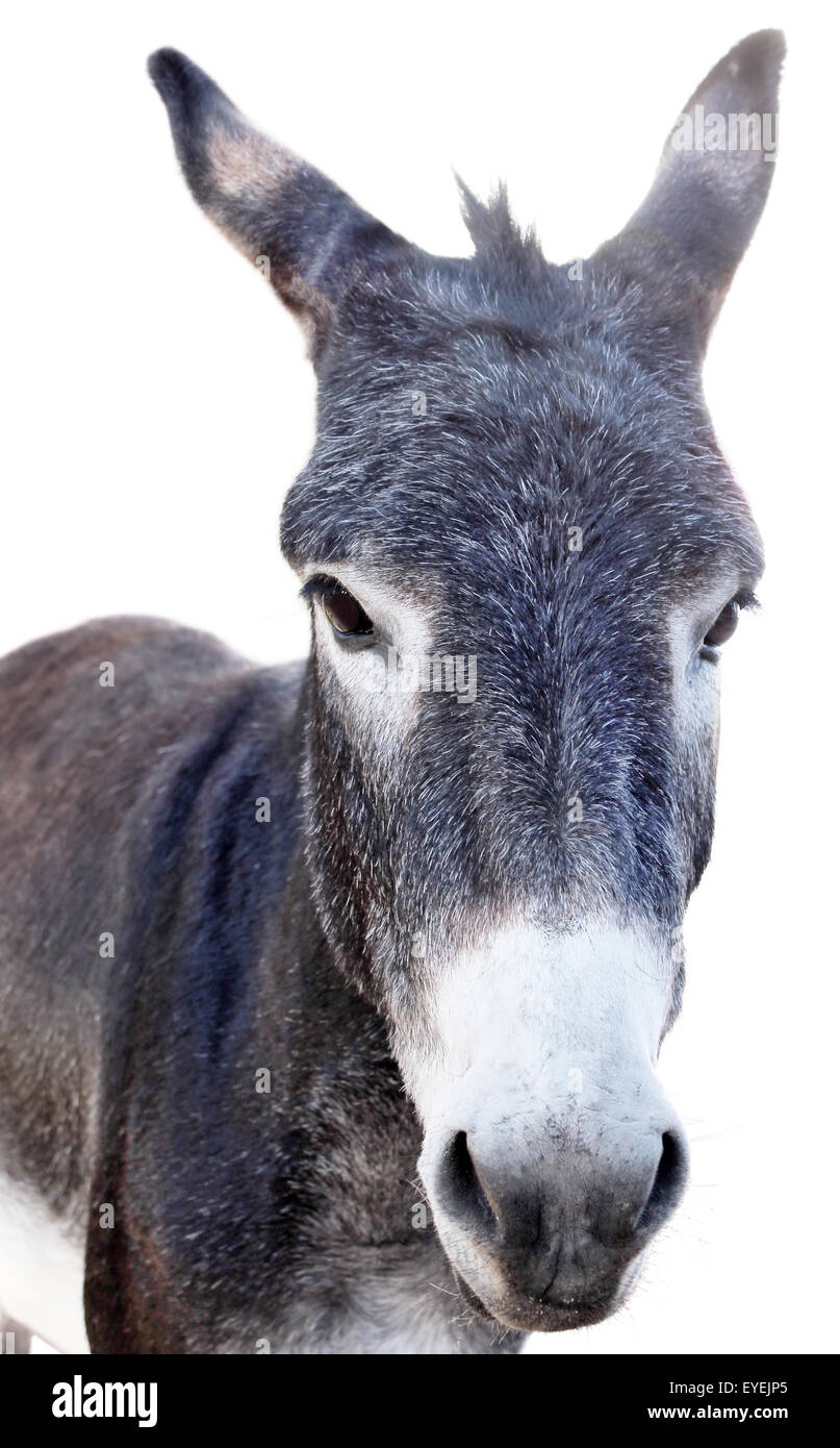 Portrait of a gray donkey close up Stock Photo - Alamy