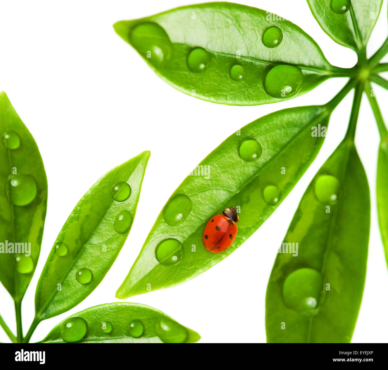 Ladybug on leaf with raindrops hi-res stock photography and images - Alamy