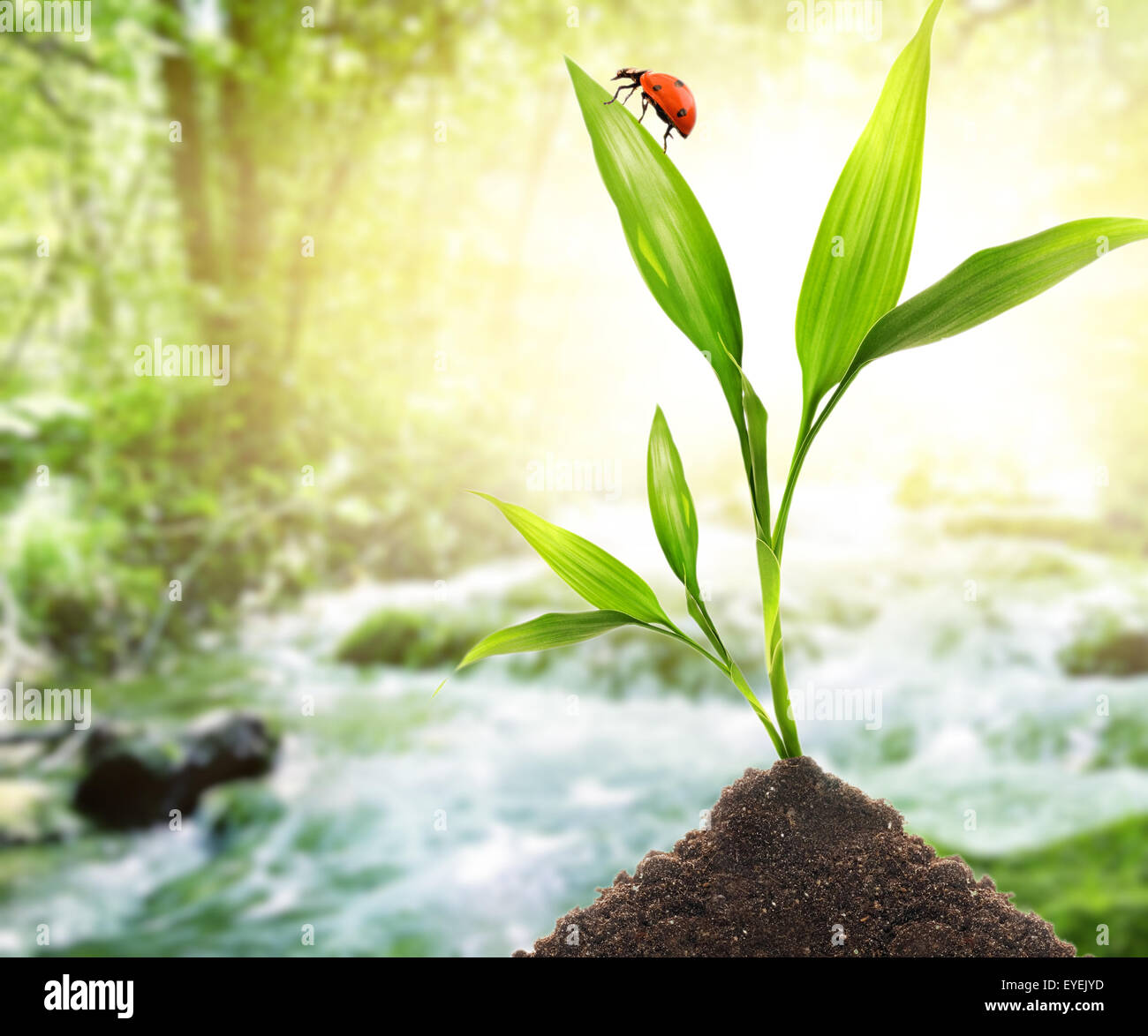 Ladybug sitting on a young plant Stock Photo - Alamy