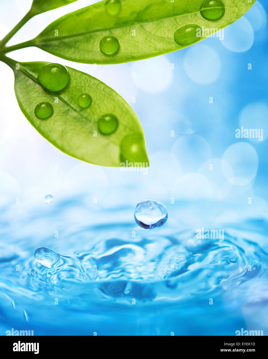 Raindrop falling from leaf hi-res stock photography and images - Alamy