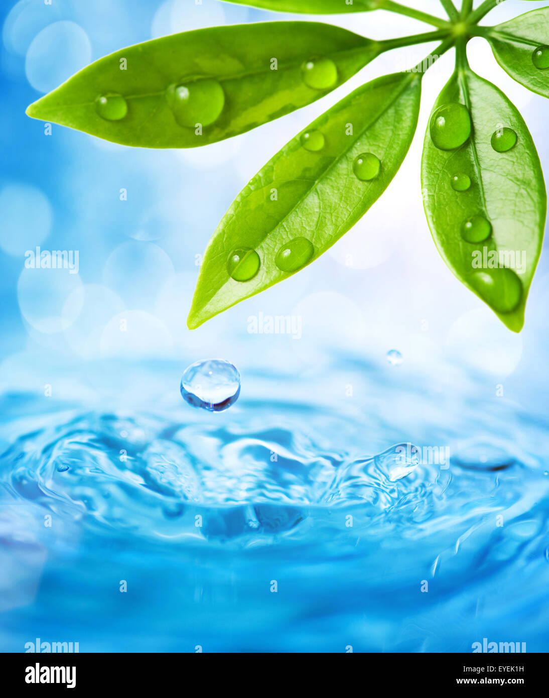 Water drops falling from wet leaf Stock Photo - Alamy