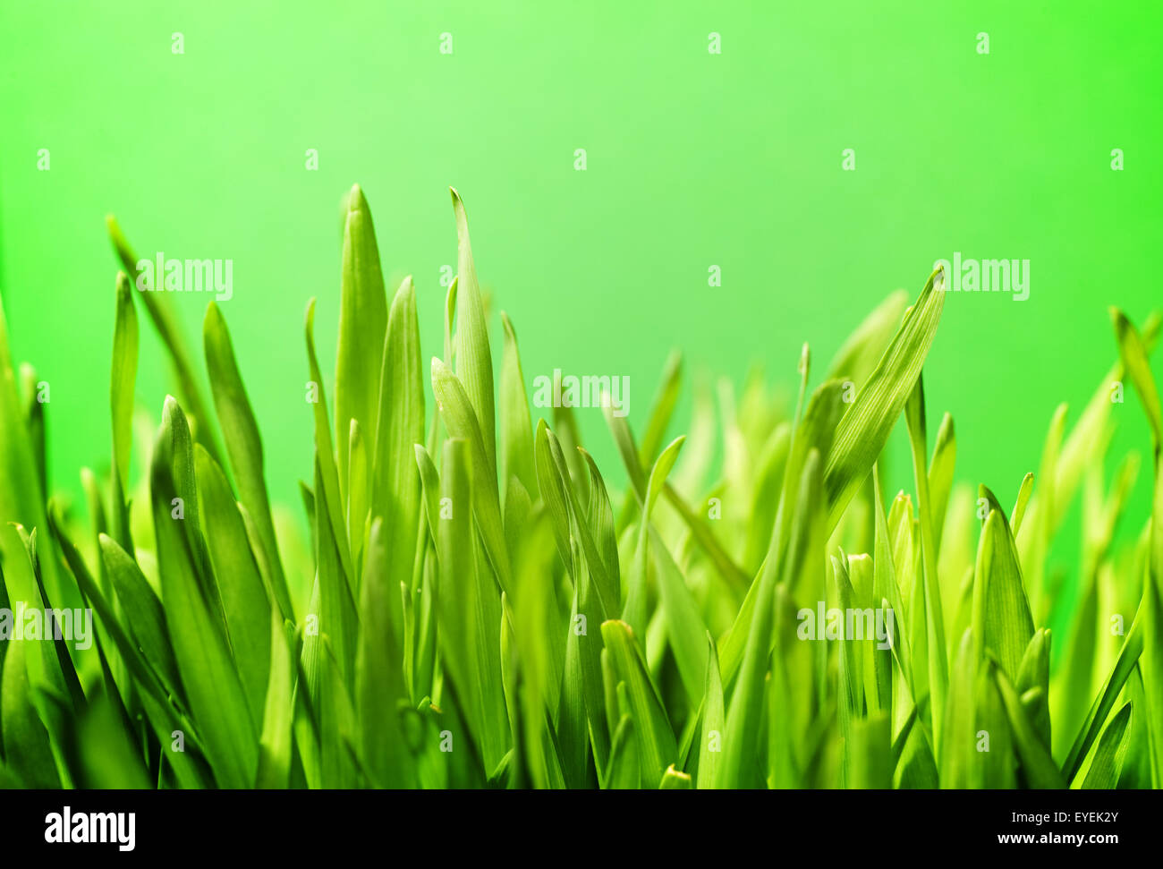 Fresh green grass Stock Photo - Alamy