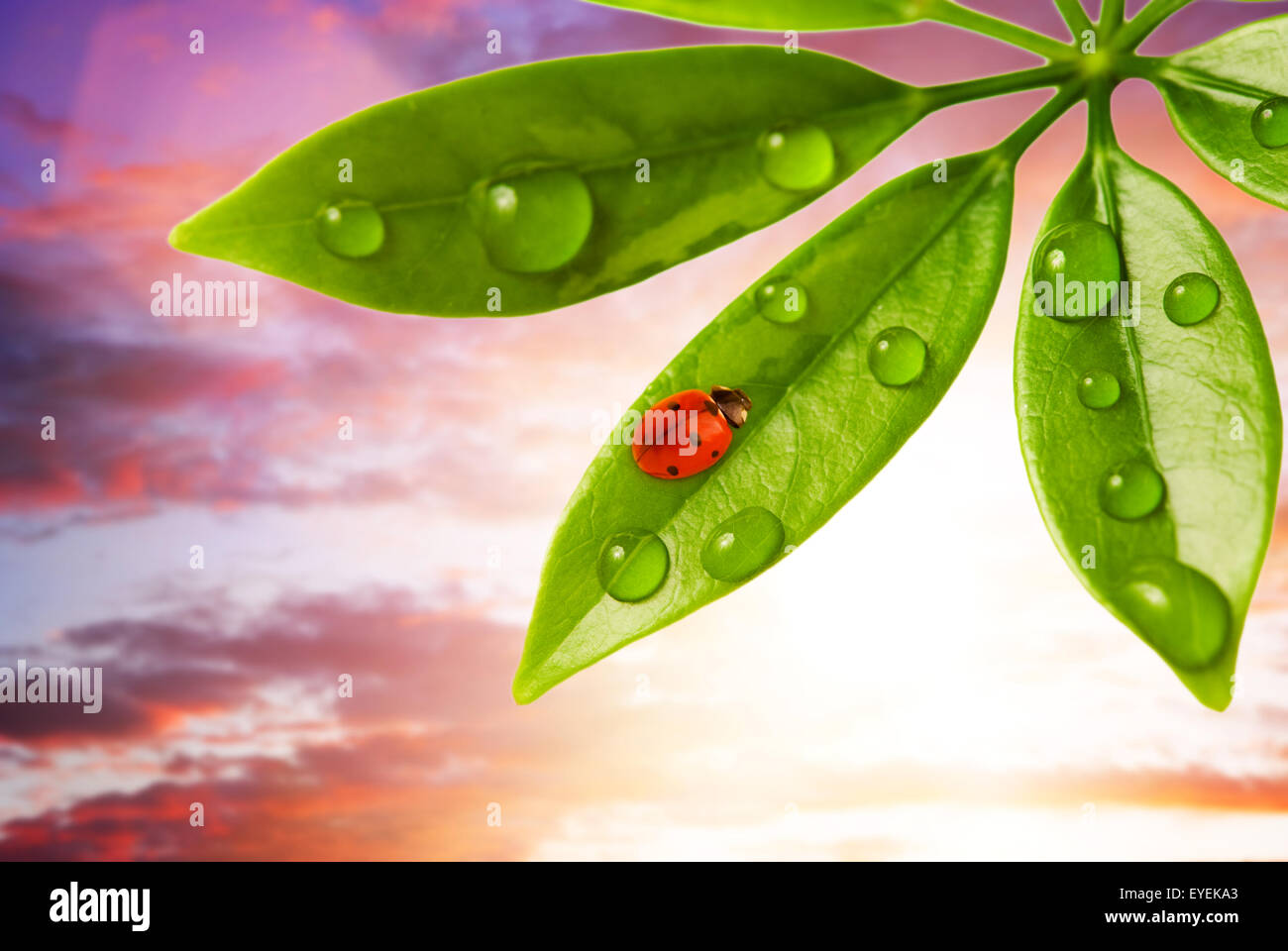 Close up image of a ladybug hi-res stock photography and images - Alamy