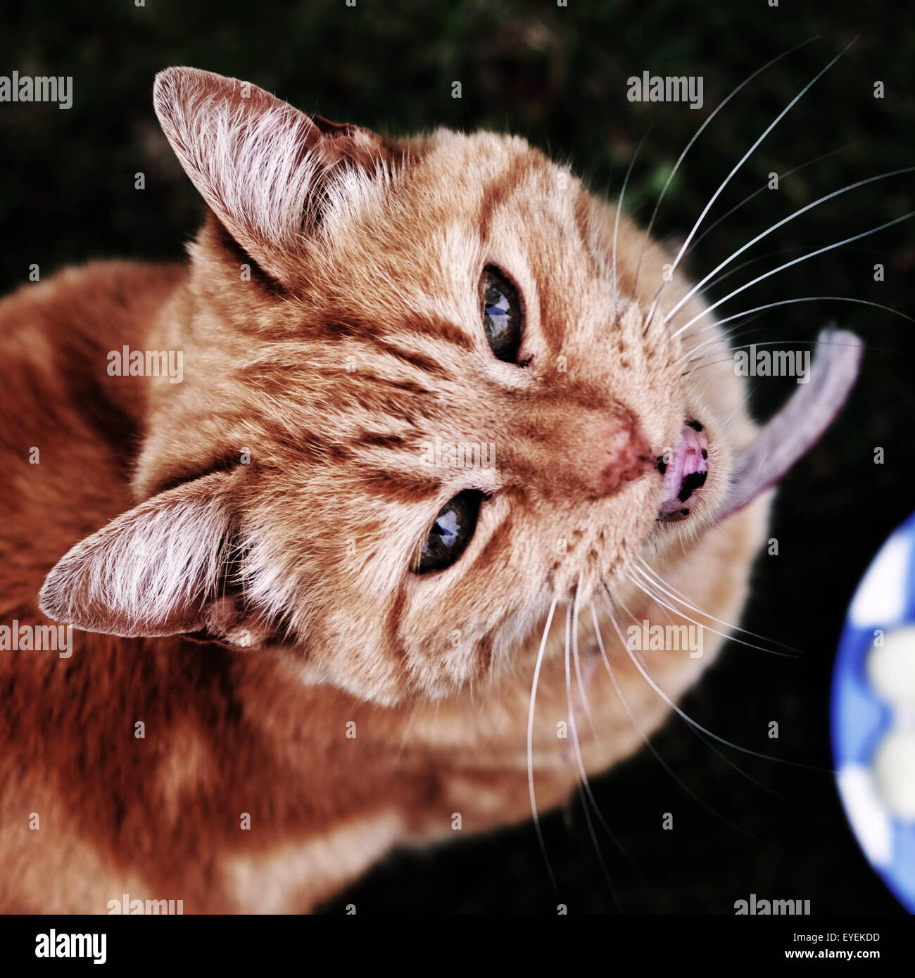 Ginger Cat looking up Stock Photo - Alamy