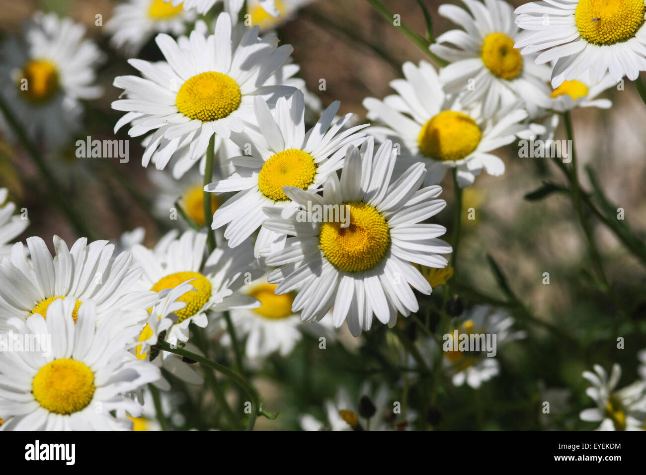American daisies hi-res stock photography and images - Alamy