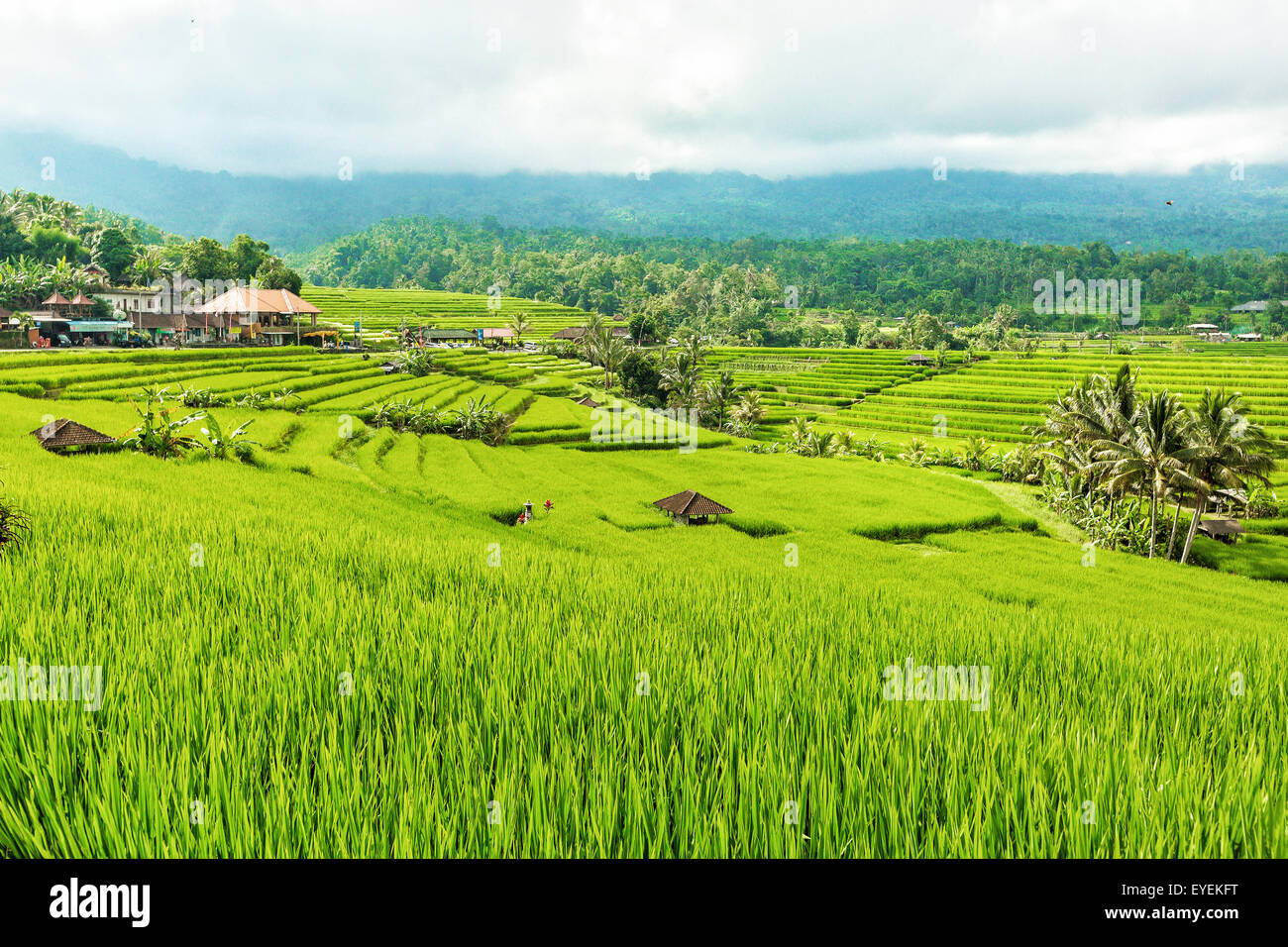 Green rice farm blue sky hi-res stock photography and images - Alamy