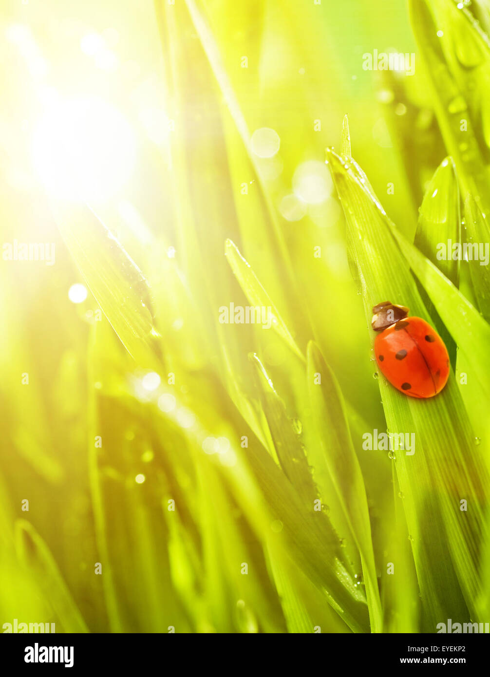 Ladybug sitting on a green grass Stock Photo - Alamy
