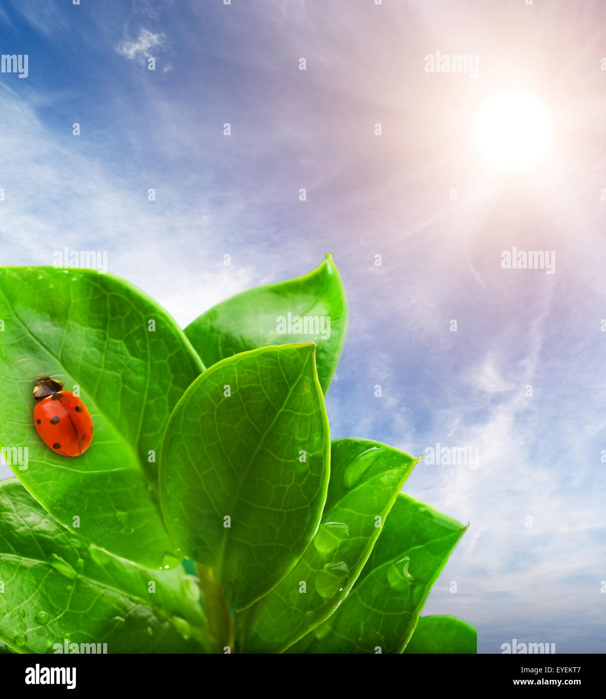 Ladybug on leaf with raindrops hi-res stock photography and images - Alamy