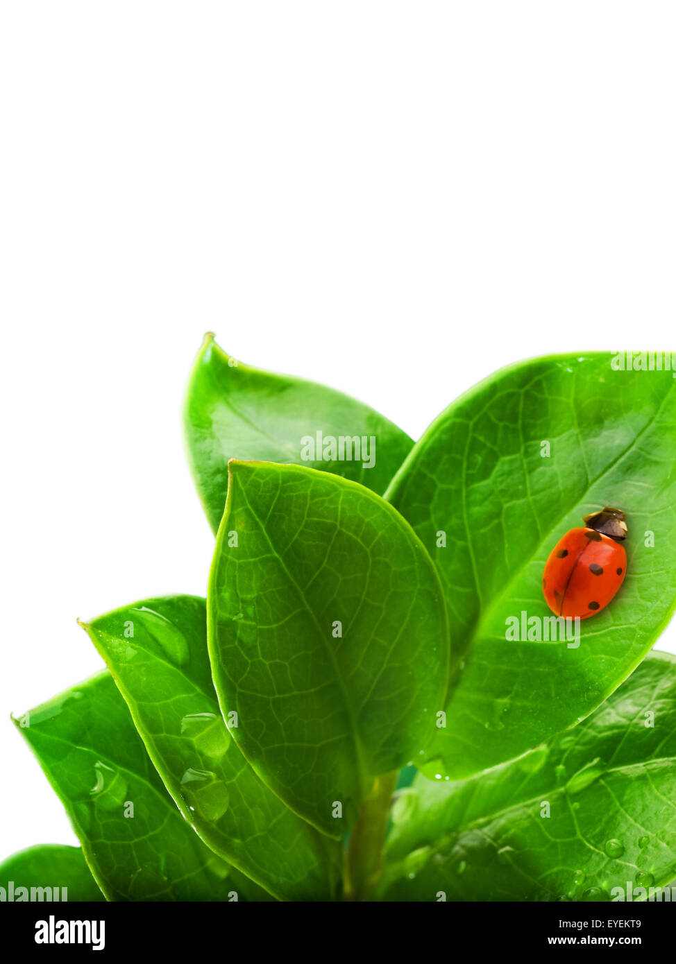 Ladybug sitting on a fresh green leaf Stock Photo - Alamy