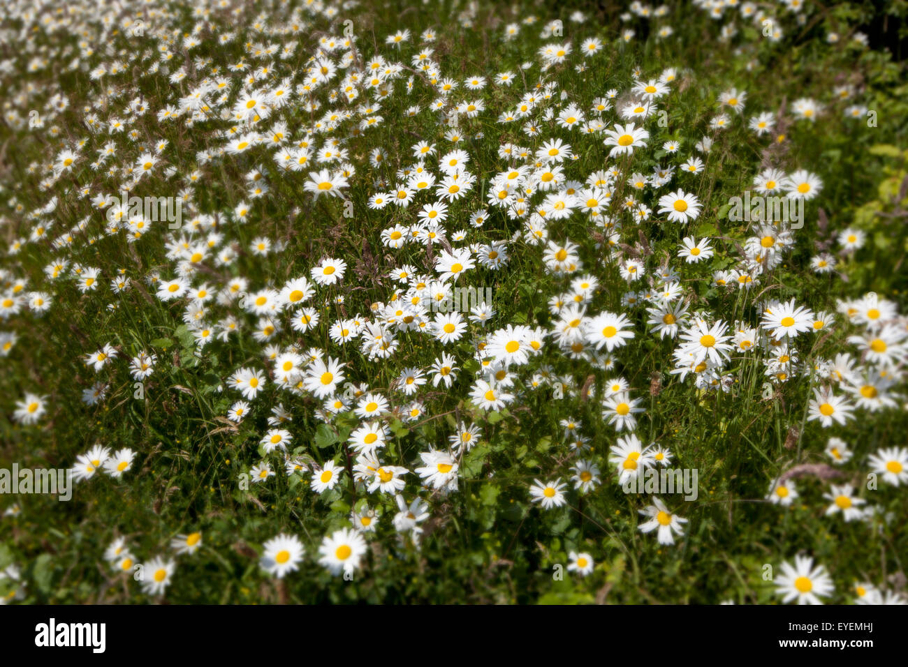 Pretty wild flowers hi-res stock photography and images - Alamy