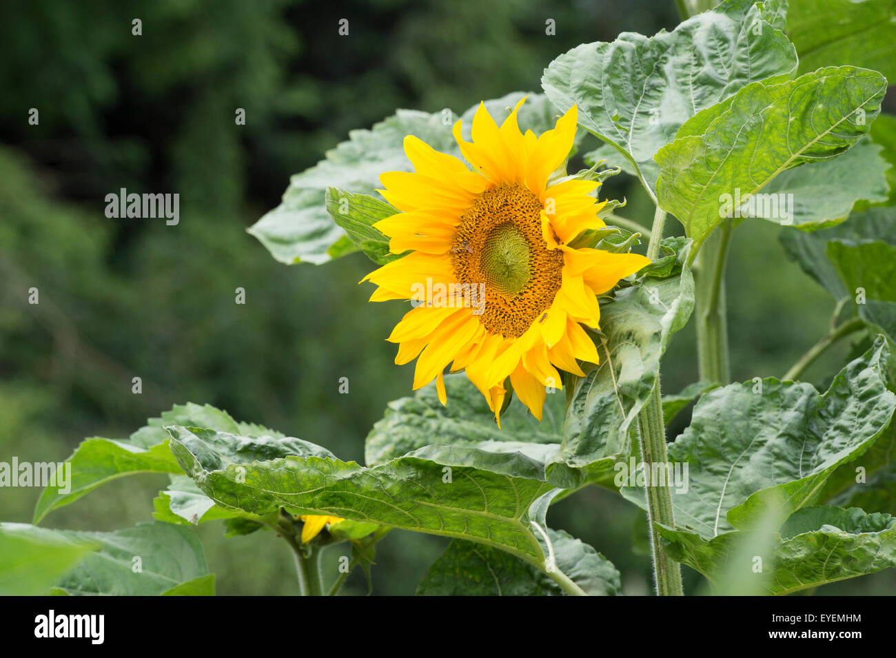 Helianthus annuus. Sunflower ’Giant Single’ Stock Photo - Alamy