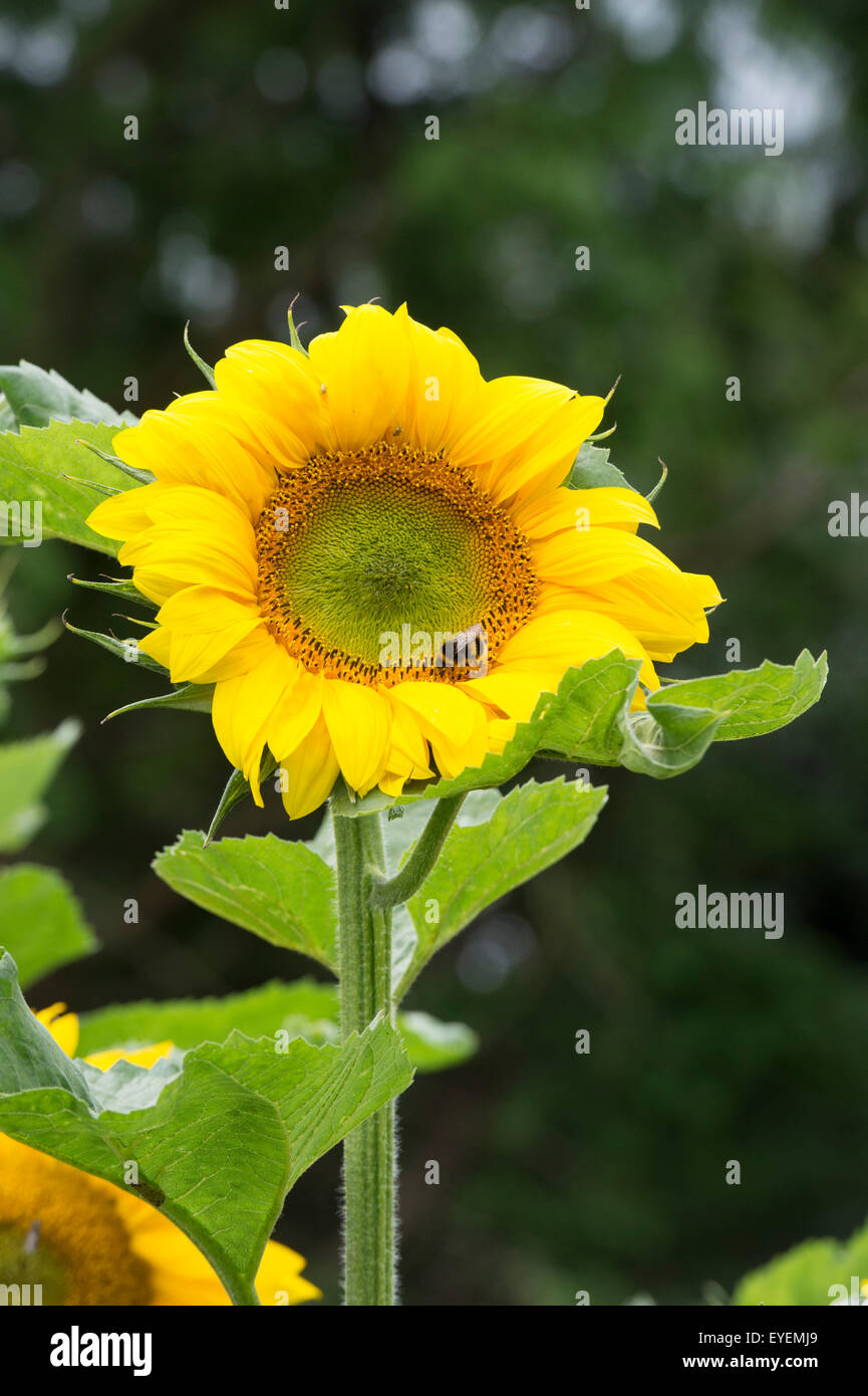 Helianthus annuus. Sunflower ’Giant Single’ Stock Photo - Alamy