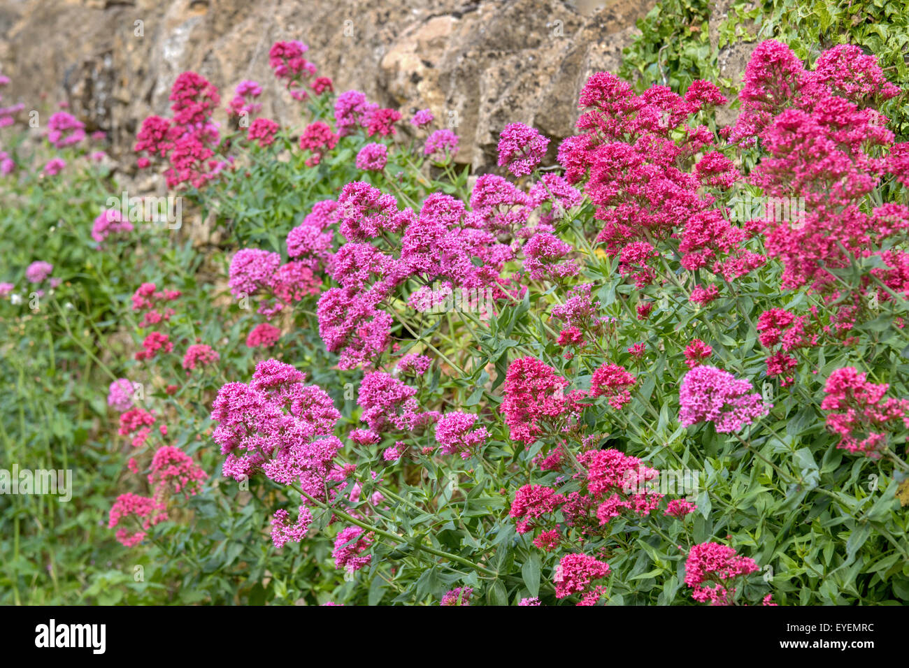 Red Valerian "Centranthus ruber Stock Photo - Alamy