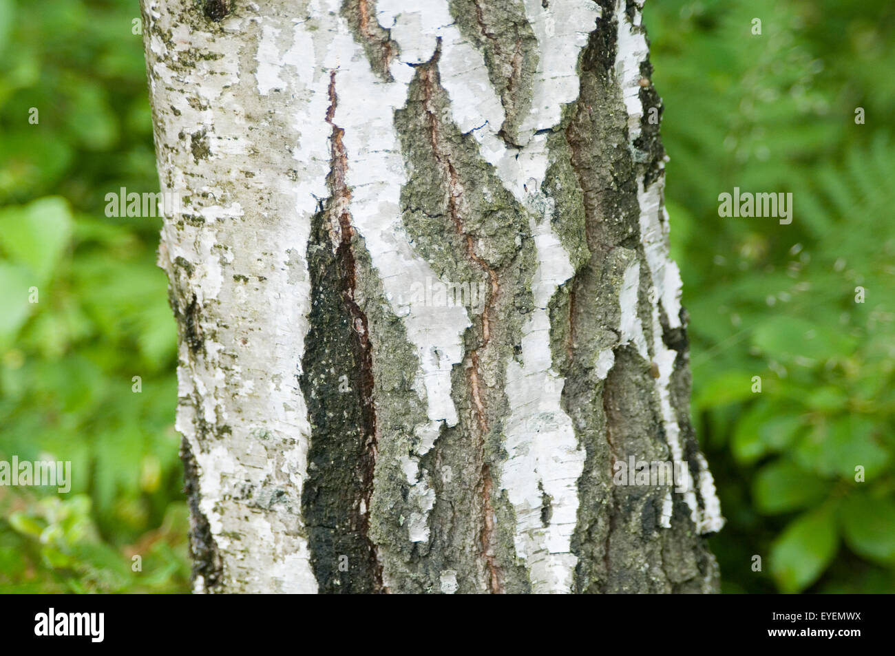 silver birch bark tree trees silverbirch wood woods forest deciduous ...