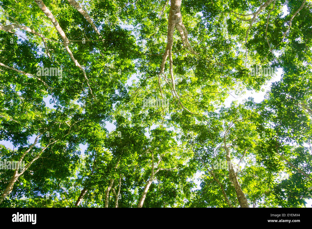 Para rubber tree plantation, Tree with green leaves background Stock ...